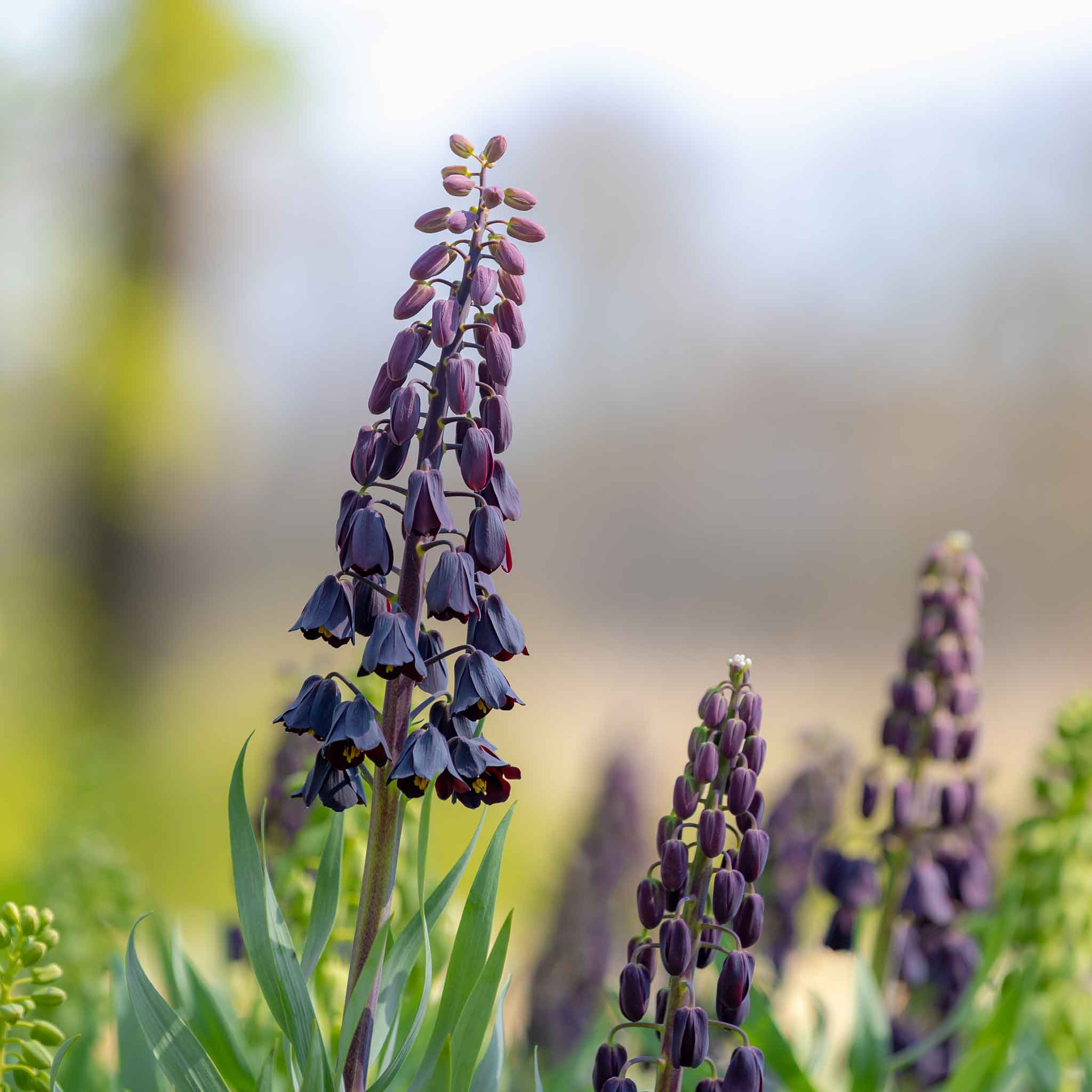 Fritillaria Bulbs - Persica | Fall Flower Bulbs | Eden Brothers