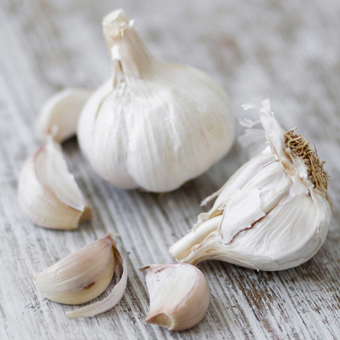 Garlic Bulb - Chesnok Red | Fall Vegetable Bulbs | Eden Brothers