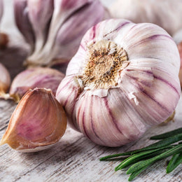 Garlic Bulb - Chesnok Red | Fall Vegetable Bulbs | Eden Brothers