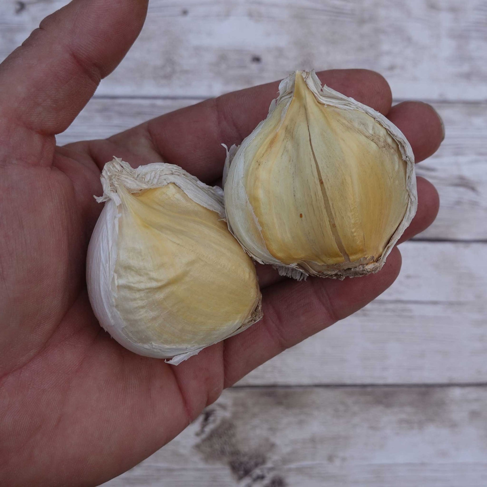 Garlic Bulb - Chesnok Red | Fall Vegetable Bulbs | Eden Brothers