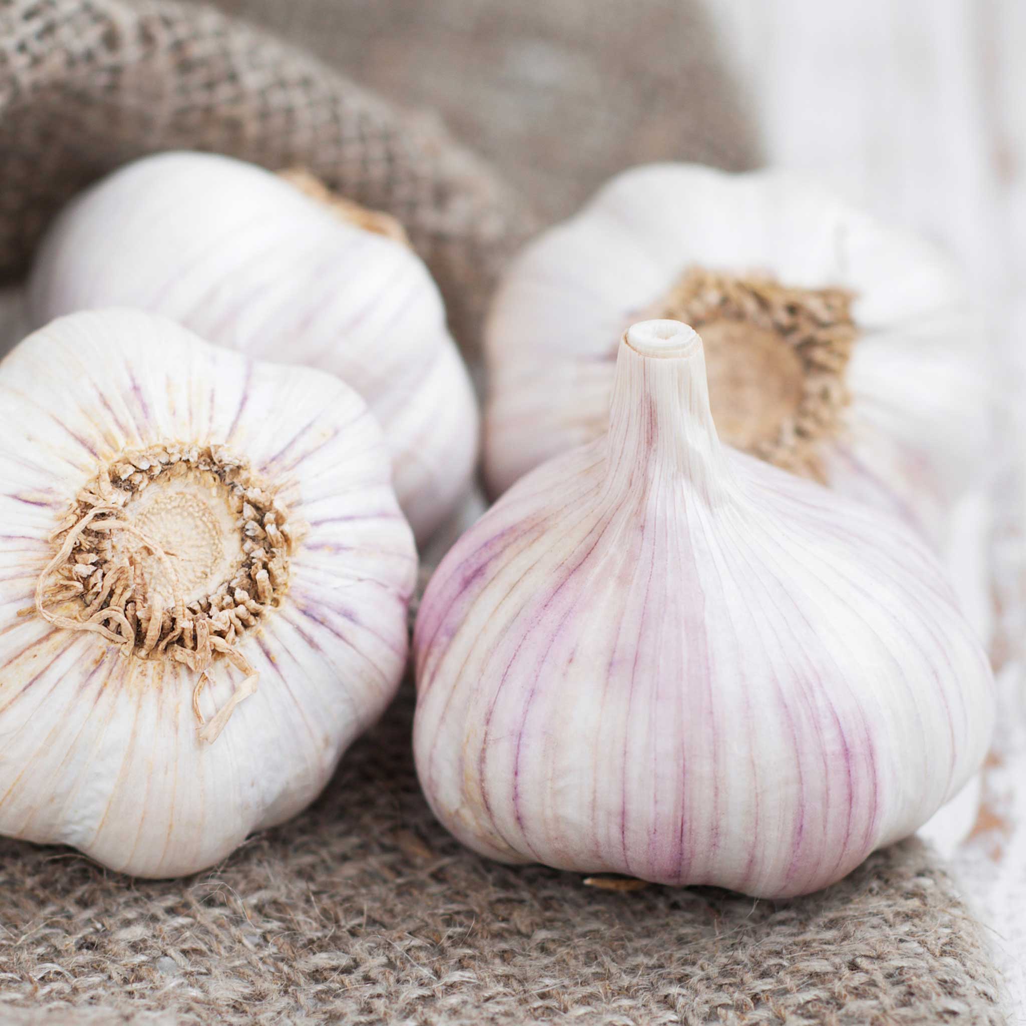 Garlic Bulb - Chesnok Red | Fall Vegetable Bulbs | Eden Brothers