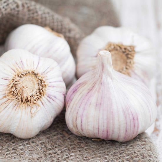 Garlic Bulb - Chesnok Red | Fall Vegetable Bulbs | Eden Brothers
