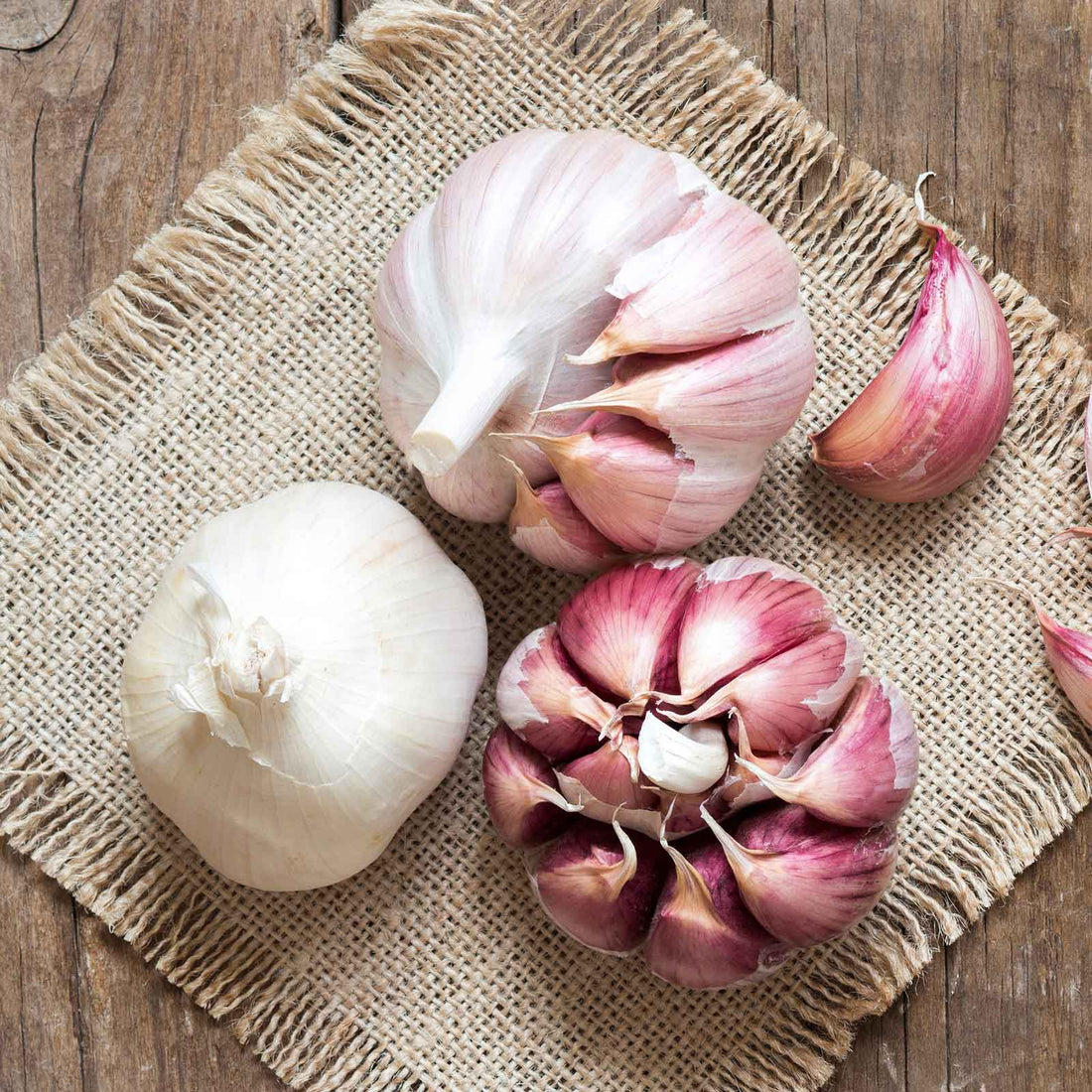 Garlic Bulb - Chesnok Red | Fall Vegetable Bulbs | Eden Brothers