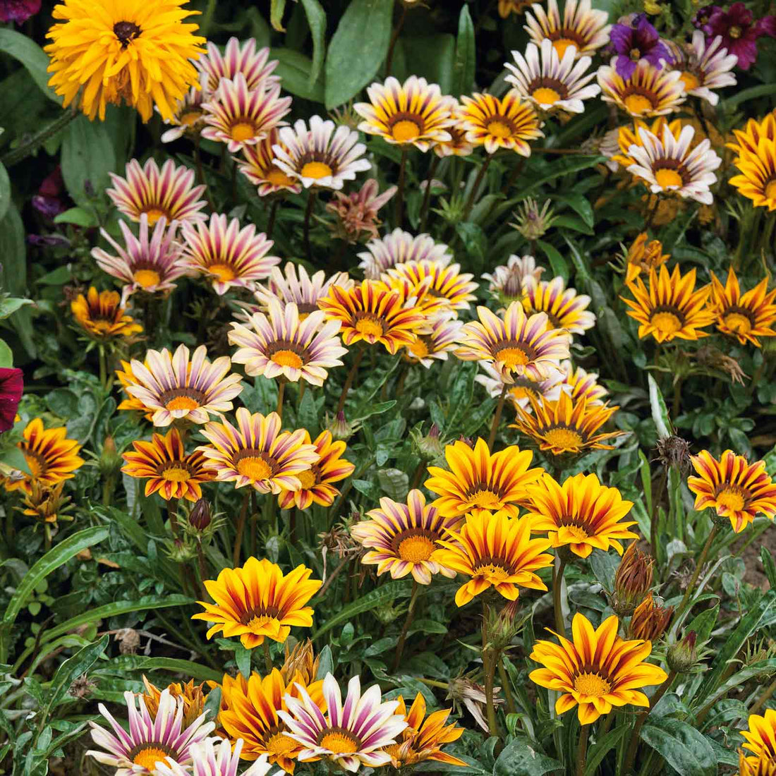 Gazania Seeds - Sunshine Mix | Flower Seeds | Eden Brothers