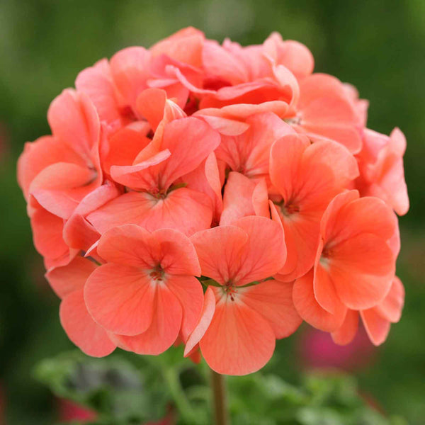 Geranium Seeds - Horizon Deep Salmon | Flower Seeds in Packets & Bulk ...