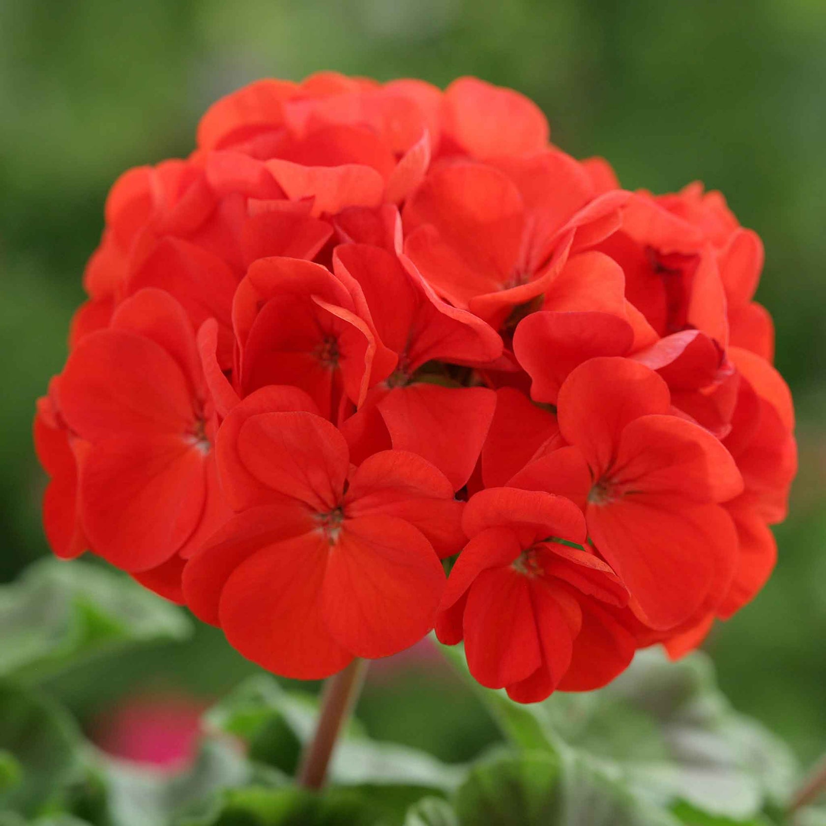 Geranium Seeds - Horizon Scarlet | Flower Seeds in Packets & Bulk ...