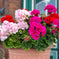 Geranium Seeds - Maverick Mix | Flower Seeds in Packets & Bulk | Eden ...