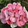 Geranium Seeds - Pinto Premium White to Rose | Flower Seeds in Packets ...