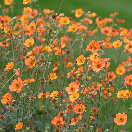 Geum Roots - Totally Tangerine | Spring Flower Bulbs | Eden Brothers