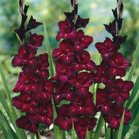 Black Flower Seeds and Bulbs | Shop 45 Varieties | Eden Brothers