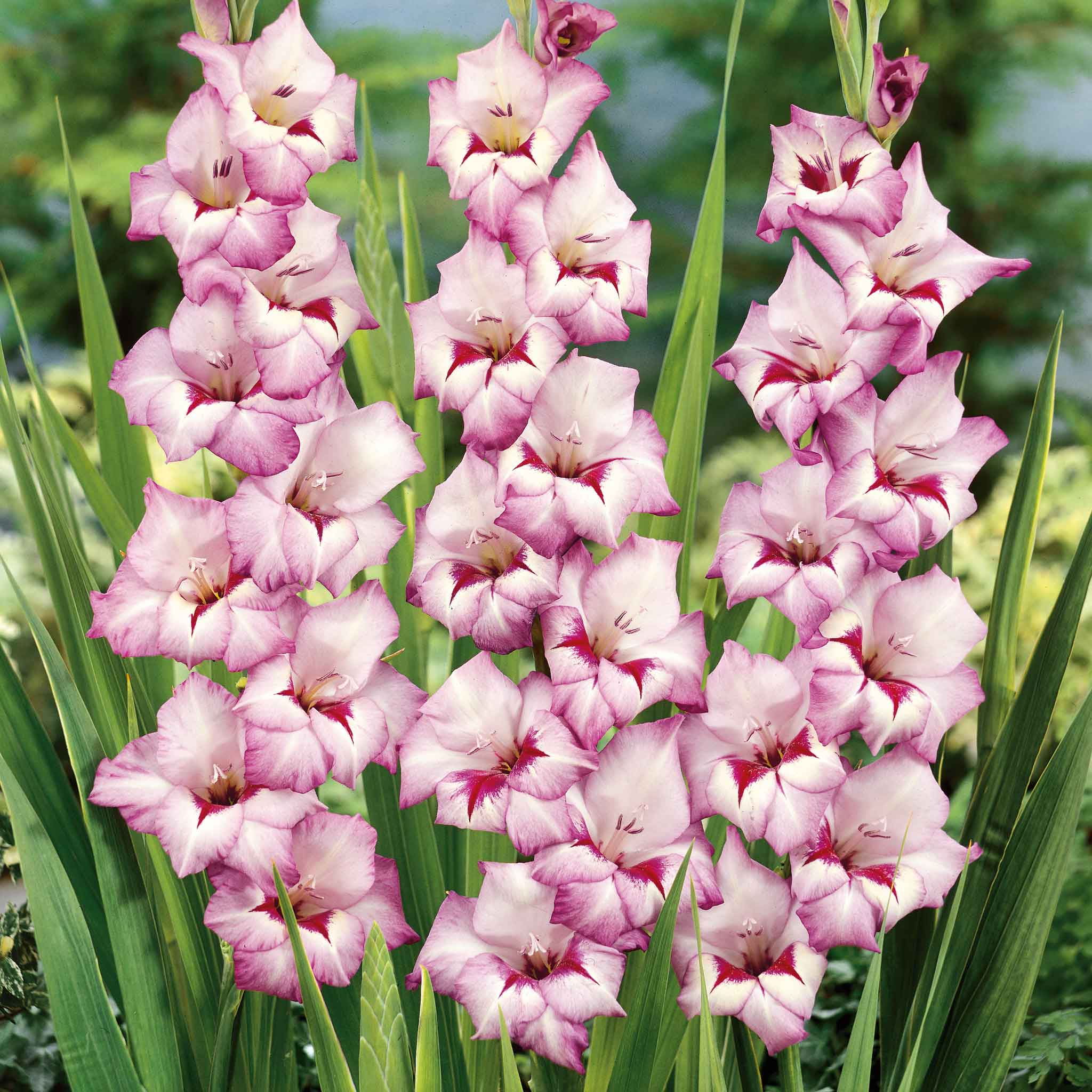 Gladiolus Bulbs - Smokey | Spring Flower Bulbs | Eden Brothers