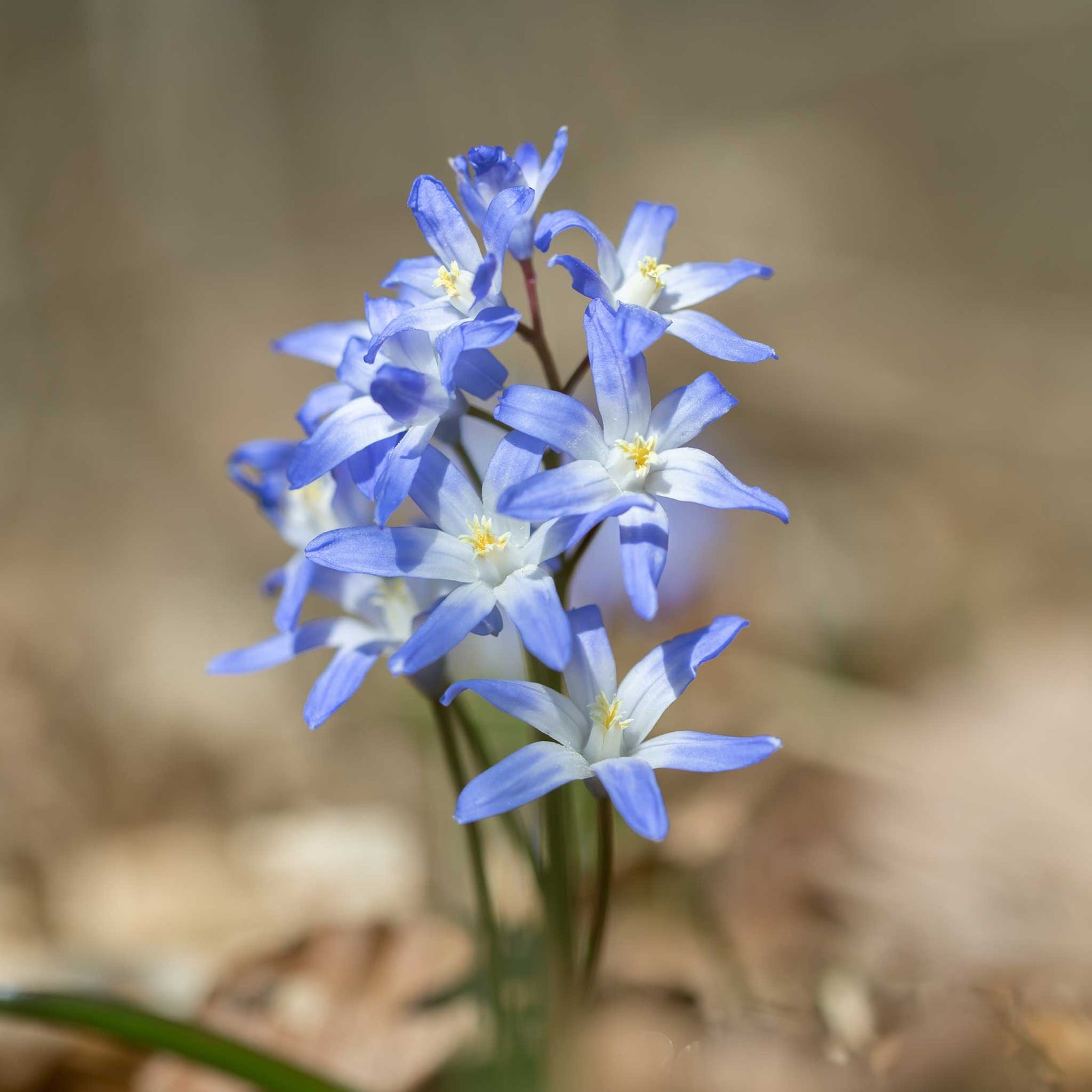 Glory of the Snow Bulbs - Blue | Fall Flower Bulbs | Eden Brothers