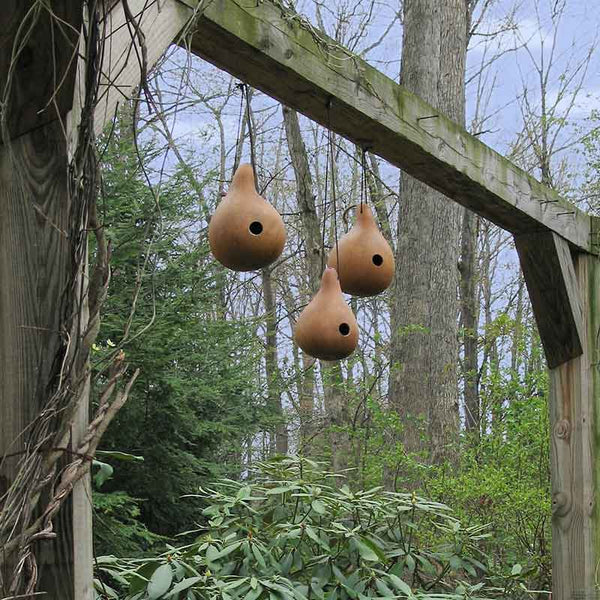 Gourd Seeds - Birdhouse/Bottle | Vegetable Seeds in Packets & Bulk ...