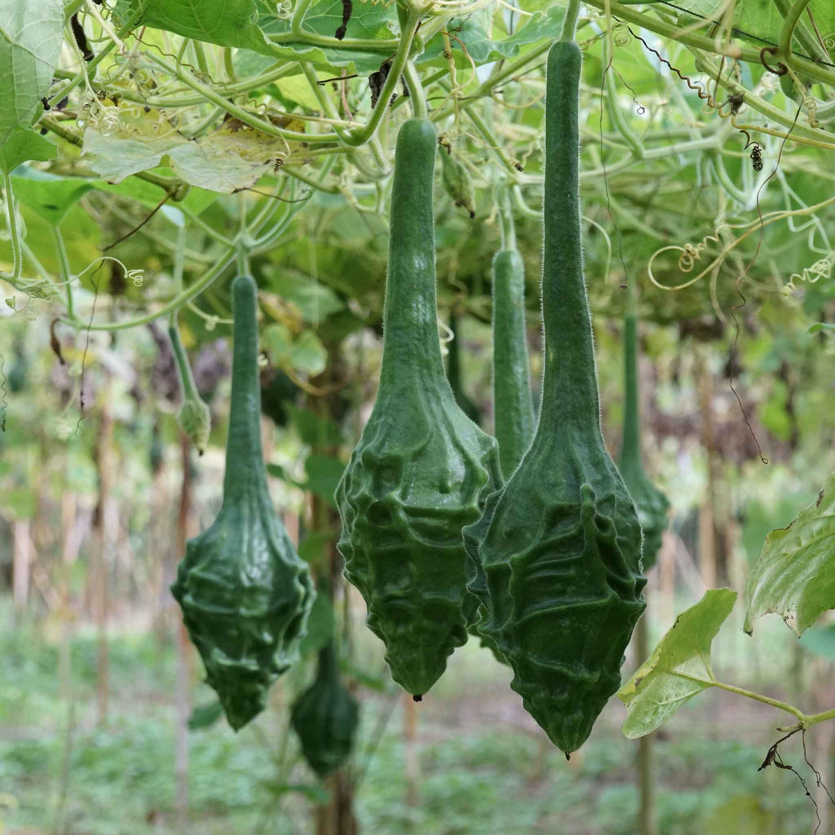 Gourd Seeds - Maranka | Vegetable Seeds | Eden Brothers
