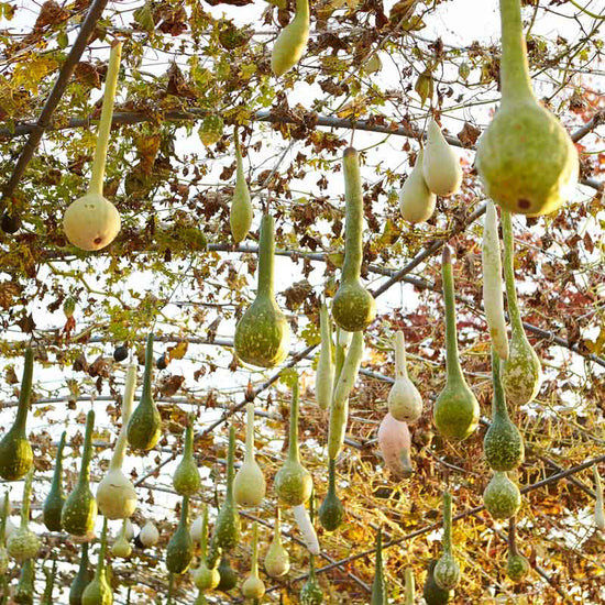 Gourd Seeds - Dipper | Vegetable Seeds in Packets & Bulk | Eden Brothers