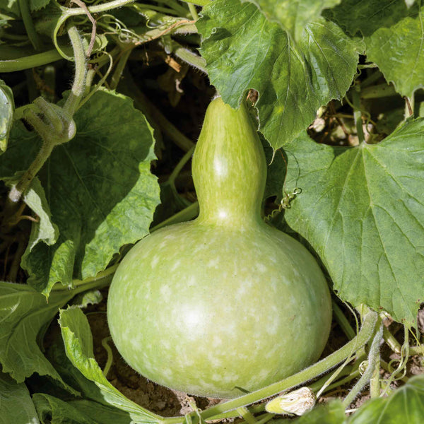 Gourd Seeds - Giant Bottle | Vegetable Seeds | Eden Brothers