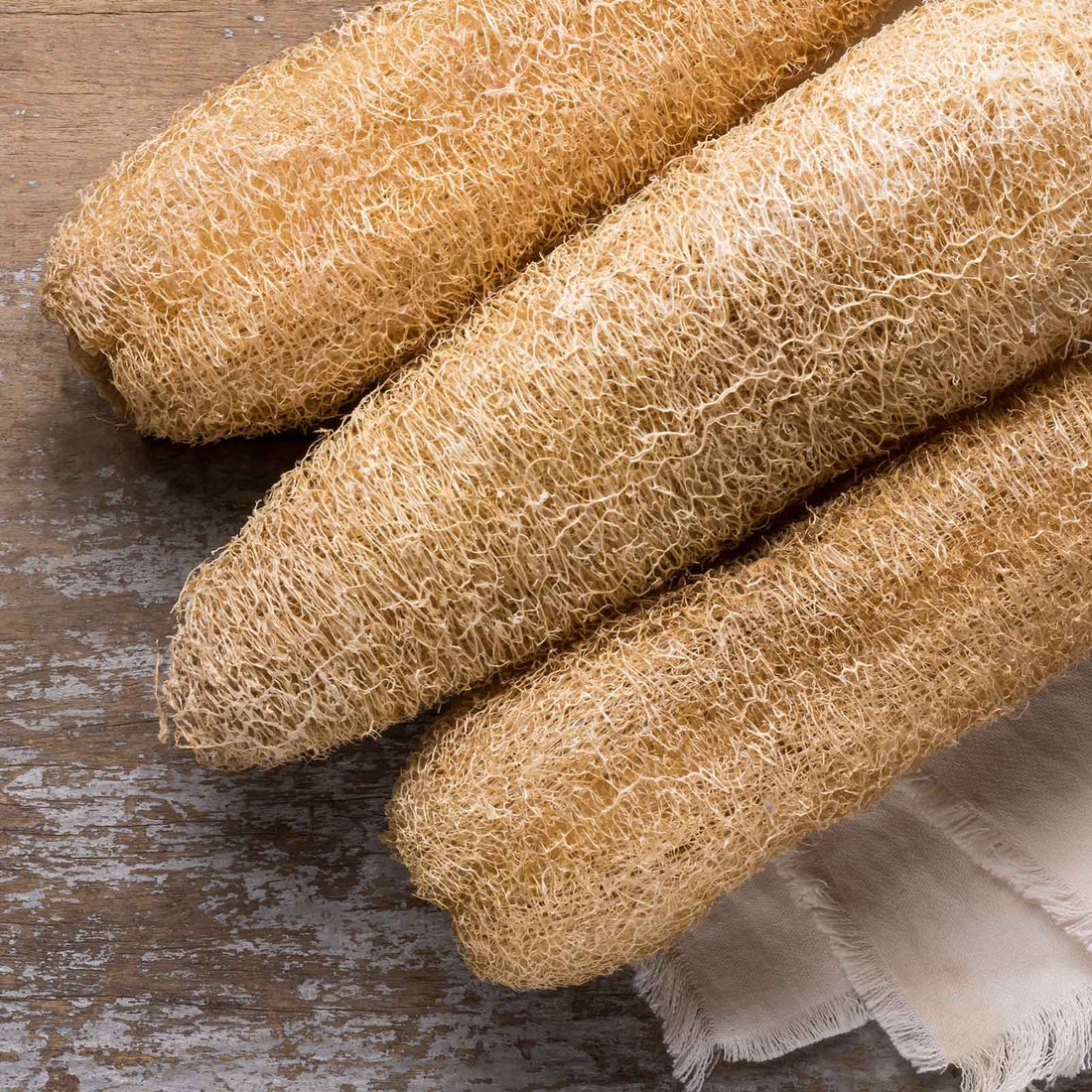 Gourd Seeds - Luffa | Vegetable Seeds in Packets & Bulk | Eden Brothers