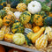 Gourd Seeds - Small Mix | Vegetable Seeds in Packets & Bulk | Eden Brothers