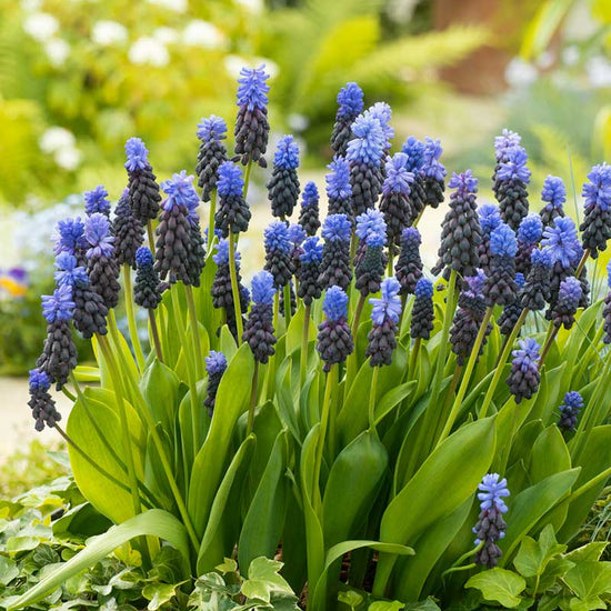 Muscari Grape Hyacinth Bulbs - Latifolium | Fall Flower Bulbs | Eden ...