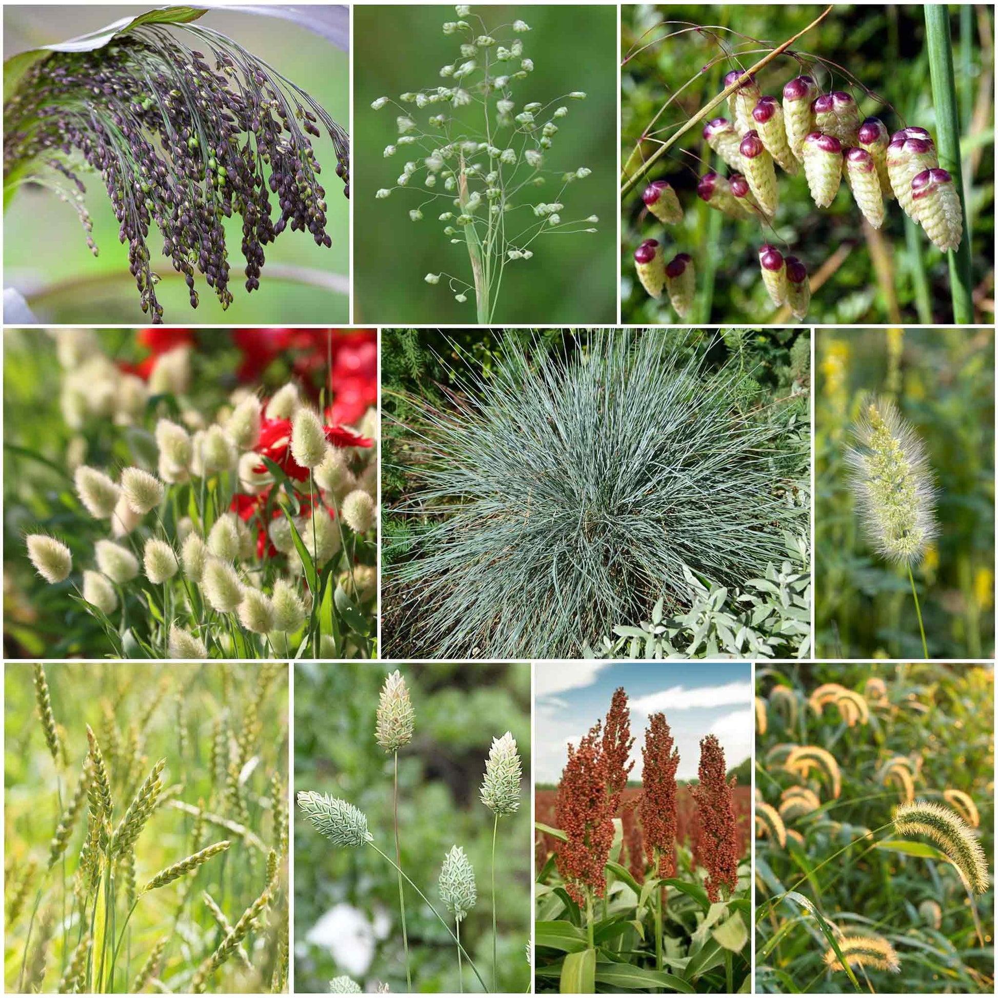 Grass Seeds - Annual Ornamental Grass Mix | Grass Seeds in Packets ...