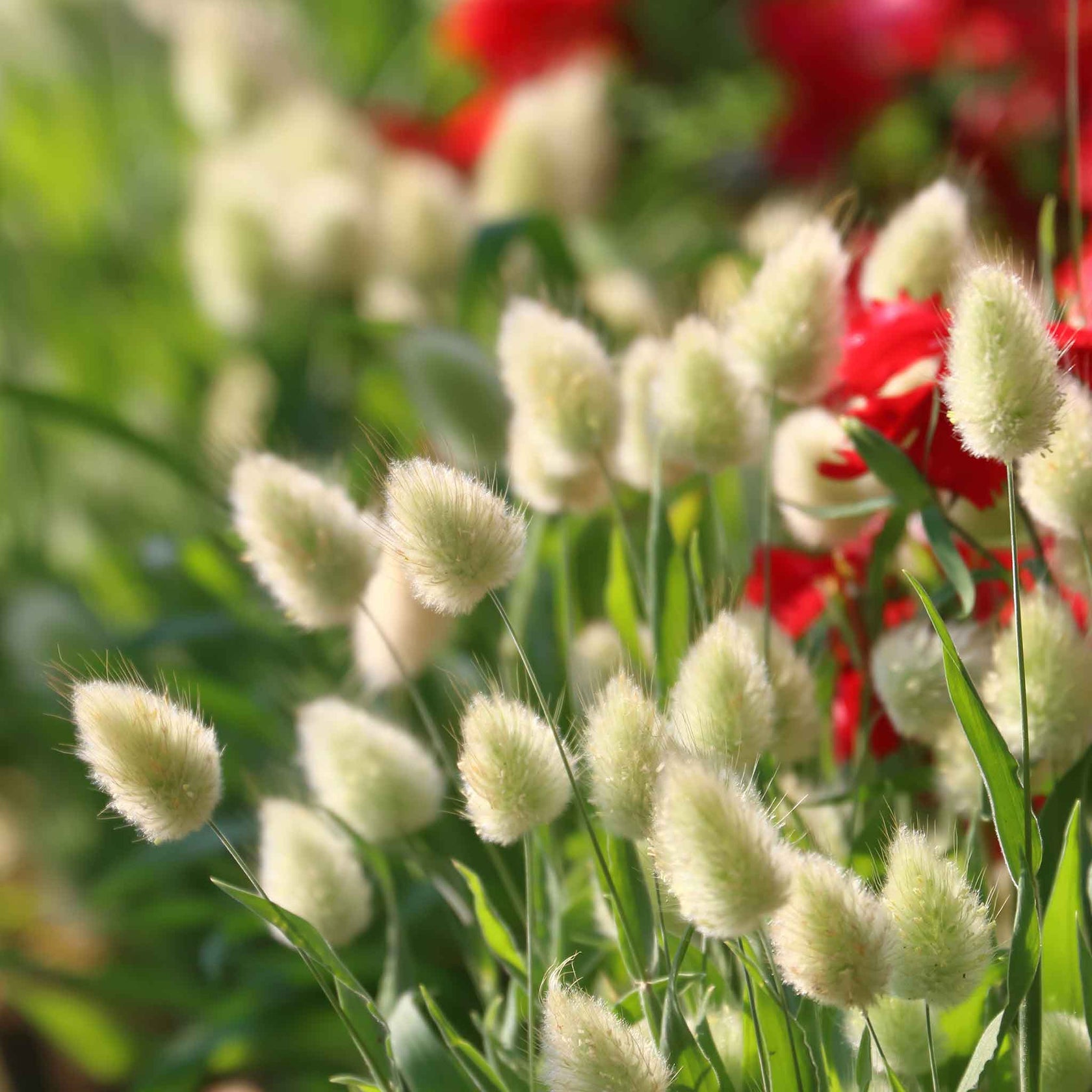 Grass Seeds - Annual Ornamental Grass Mix | Grass Seeds in Packets ...