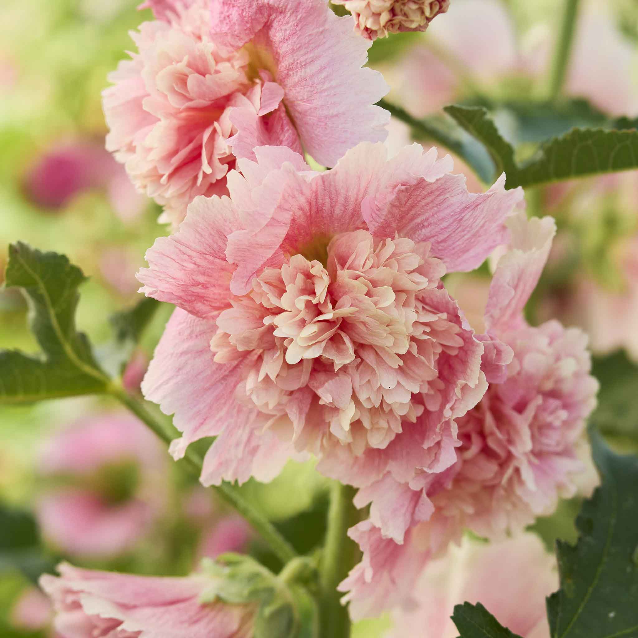 Hollyhock Seeds - Summer Carnival Apple Blossom | Flower Seeds in ...
