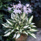 Hosta Bulbs - Fire & Ice | Flower Bulbs | Eden Brothers