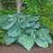 Hosta Roots - Giant Jurassic Park | Flower Bulbs | Eden Brothers