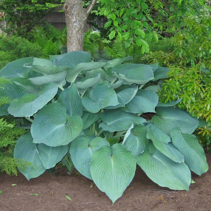 Hosta Roots - Giant Jurassic Park | Flower Bulbs | Eden Brothers
