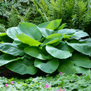 Hosta Roots - Giant Jurassic Park | Flower Bulbs | Eden Brothers