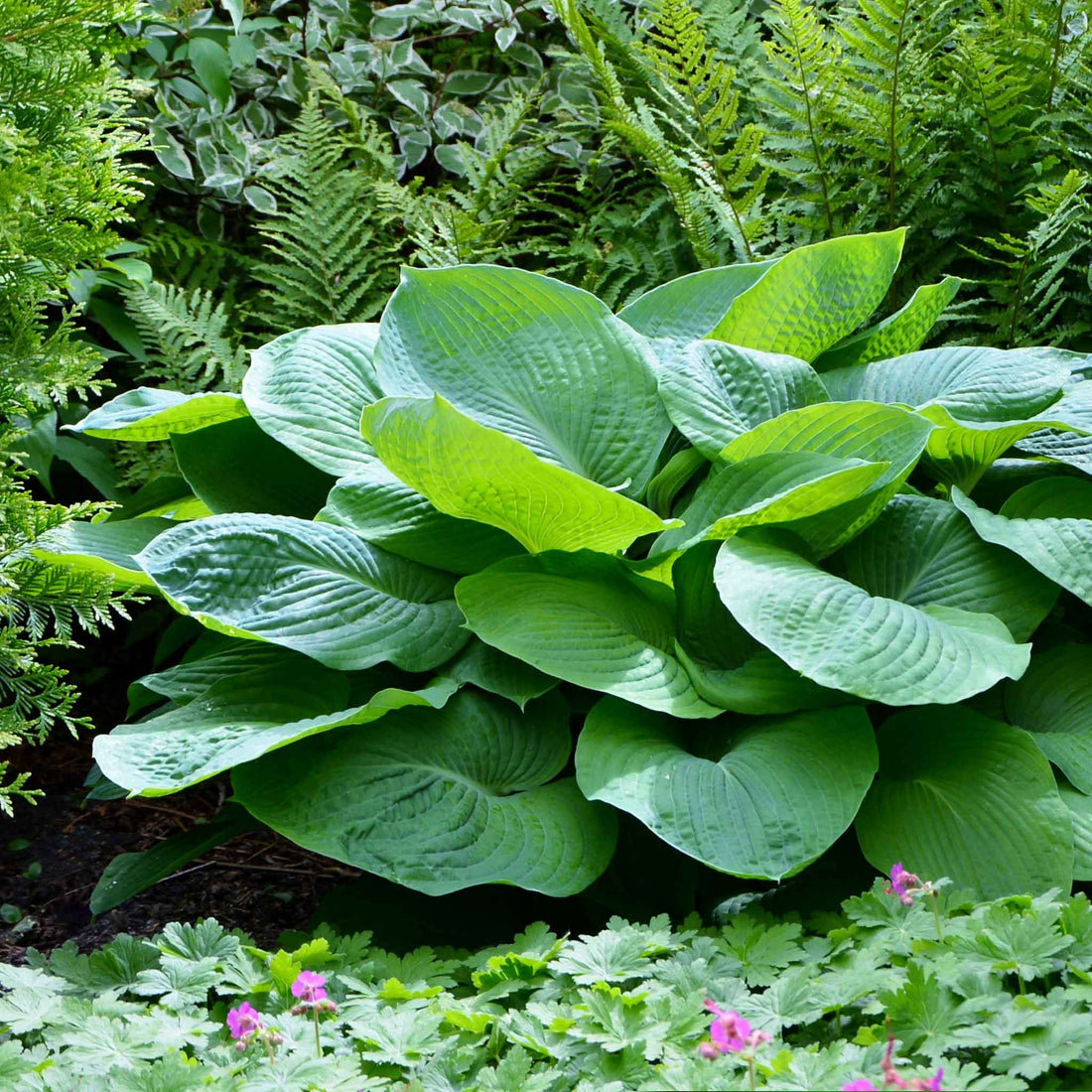 Hosta Roots - Giant Mix | Flower Bulbs | Eden Brothers