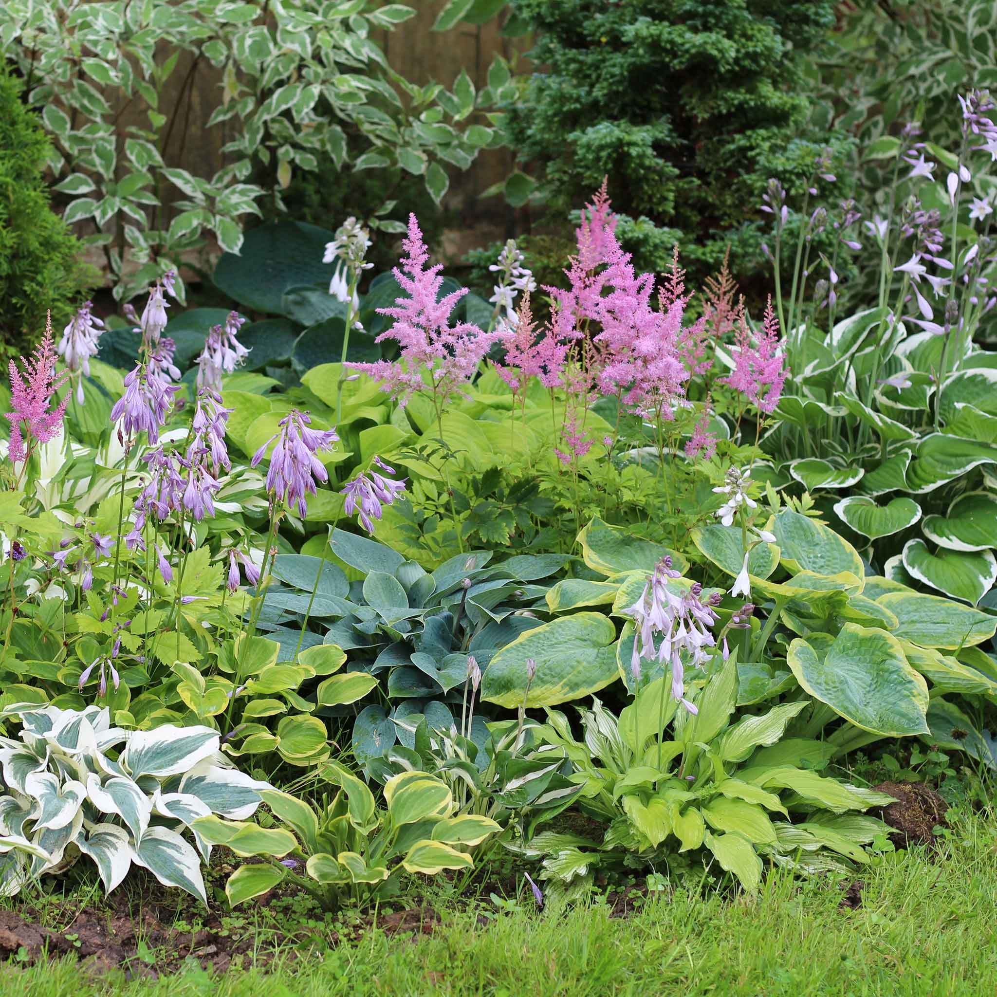 Hosta Bulbs - Mix | Flower Bulbs | Eden Brothers
