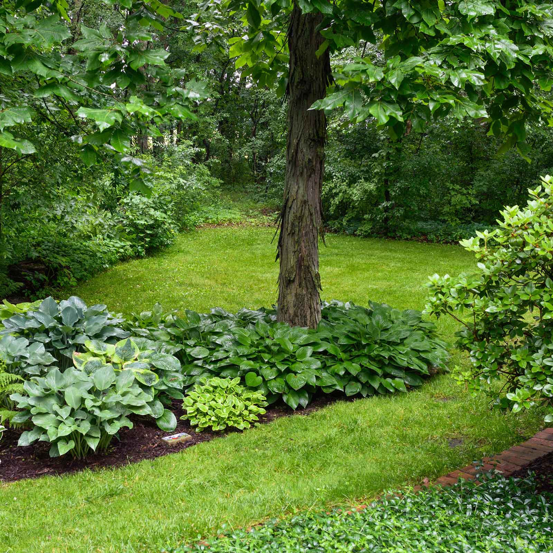 Hosta Bulbs - Mix | Flower Bulbs | Eden Brothers