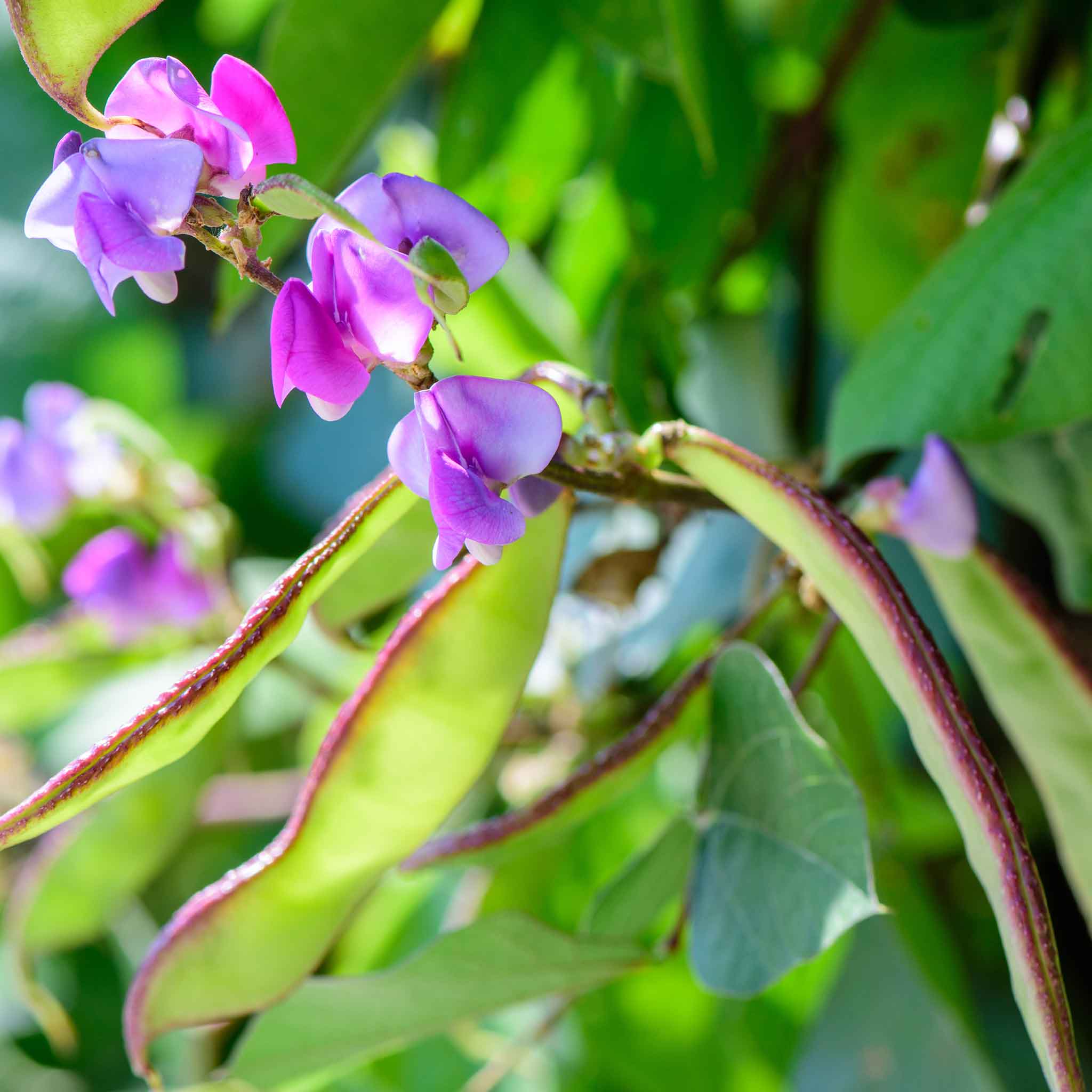 Hyacinth Bean Seeds | Flower Seeds in Packets & Bulk | Eden Brothers