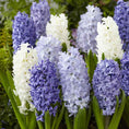 Hyacinth Bulbs - Blue Mix | Fall Flower Bulbs | Eden Brothers