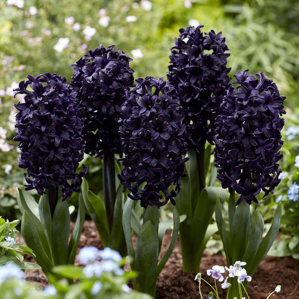 Hyacinth Bulbs - Dark Dimension | Fall Flower Bulbs | Eden Brothers