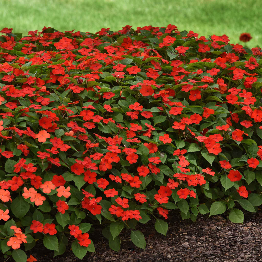 Impatiens Seeds - Beacon Bright Red | Flower Seeds in Packets & Bulk ...