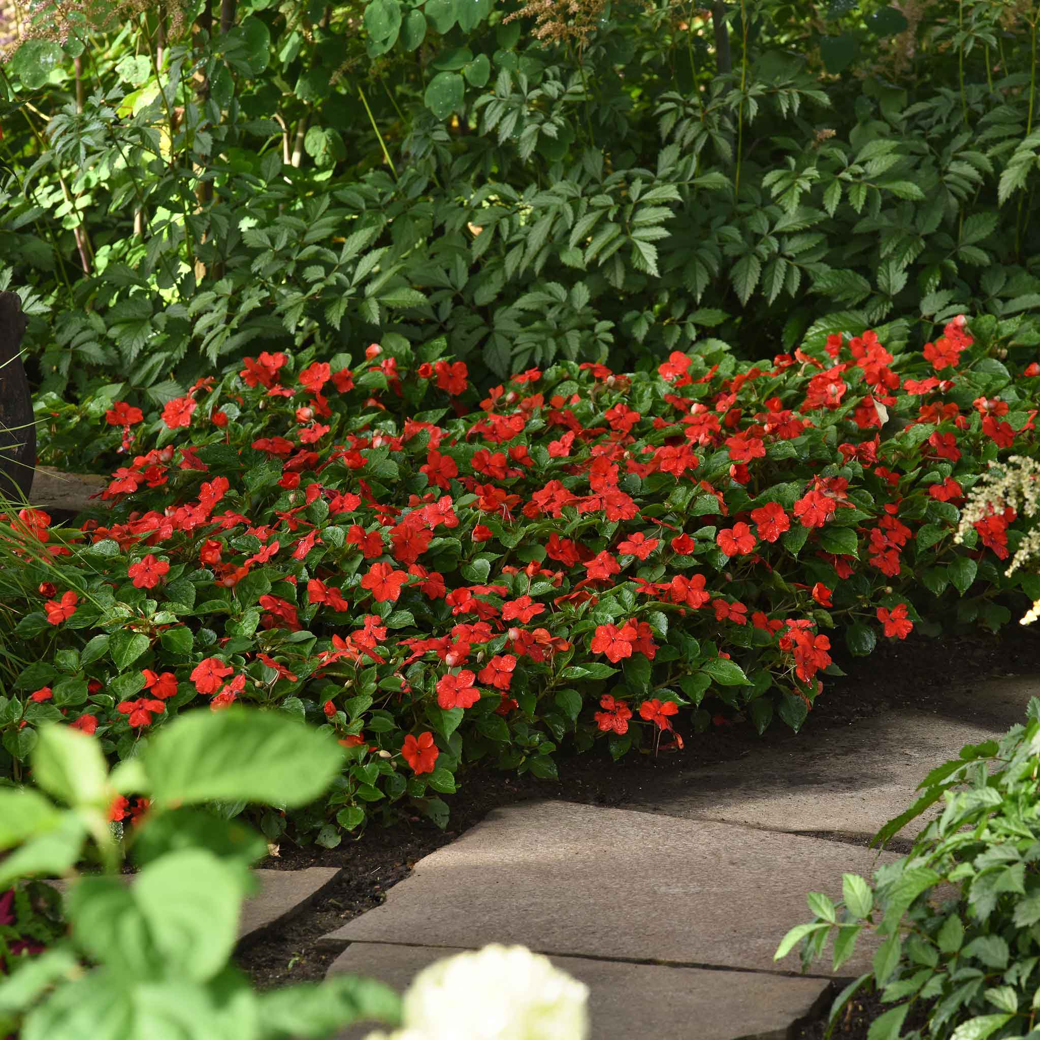 Impatiens Seeds - Beacon Bright Red | Flower Seeds in Packets & Bulk ...