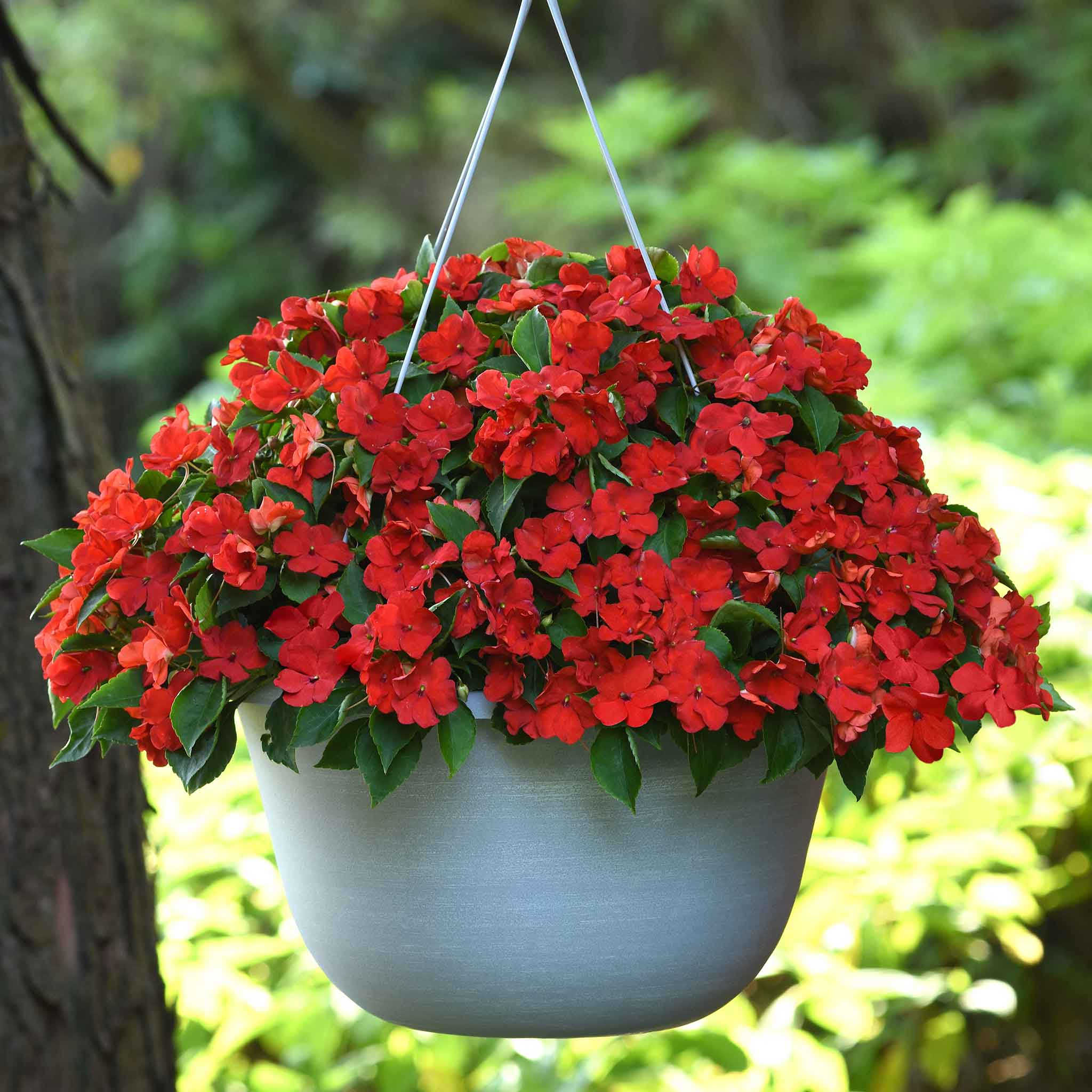 Impatiens Seeds - Beacon Bright Red | Flower Seeds in Packets & Bulk ...