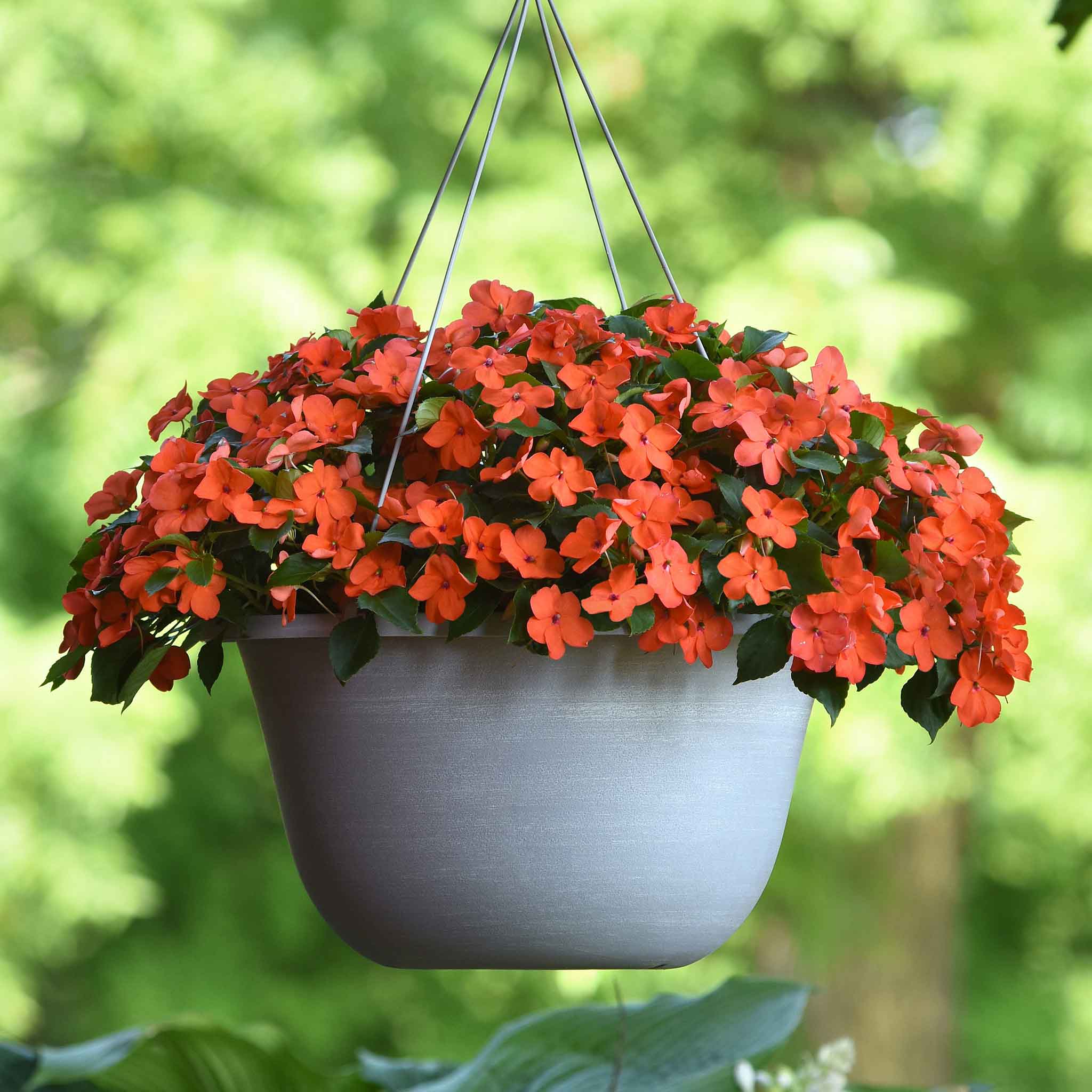 Impatiens Seeds - Beacon Coral | Flower Seeds in Packets & Bulk | Eden ...