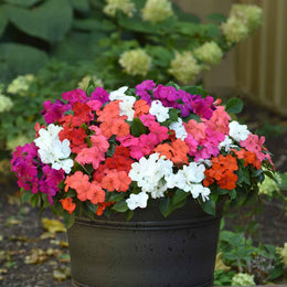 Impatiens Seeds - Beacon Mix | Flower Seeds in Packets & Bulk | Eden ...