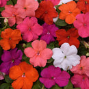 Impatiens Seeds - Beacon Mix | Flower Seeds in Packets & Bulk | Eden ...