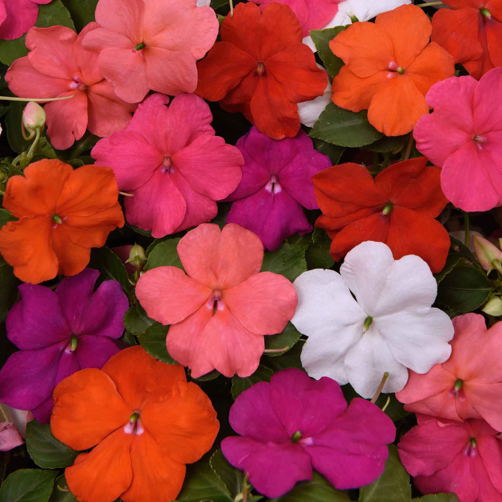 Impatiens Seeds - Beacon Mix | Flower Seeds in Packets & Bulk | Eden ...