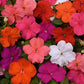 Impatiens Seeds - Beacon Mix | Flower Seeds in Packets & Bulk | Eden ...