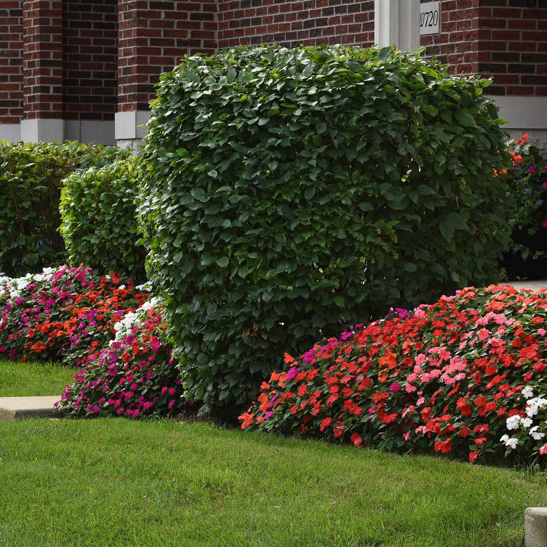 Impatiens Seeds - Beacon Mix | Flower Seeds in Packets & Bulk | Eden ...