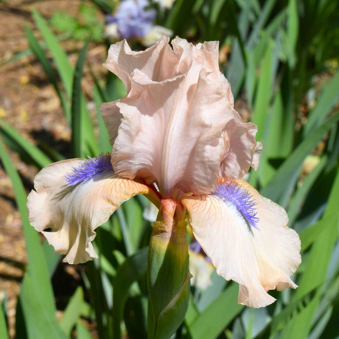 Re-Blooming Bearded Iris - Concertina | Fall Flower Bulbs | Eden Brothers