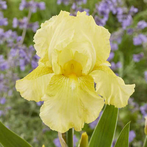 Re-Blooming Bearded Iris - Harvest of Memories | Fall Flower Bulbs ...