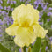 Re-Blooming Bearded Iris - Harvest of Memories | Fall Flower Bulbs ...