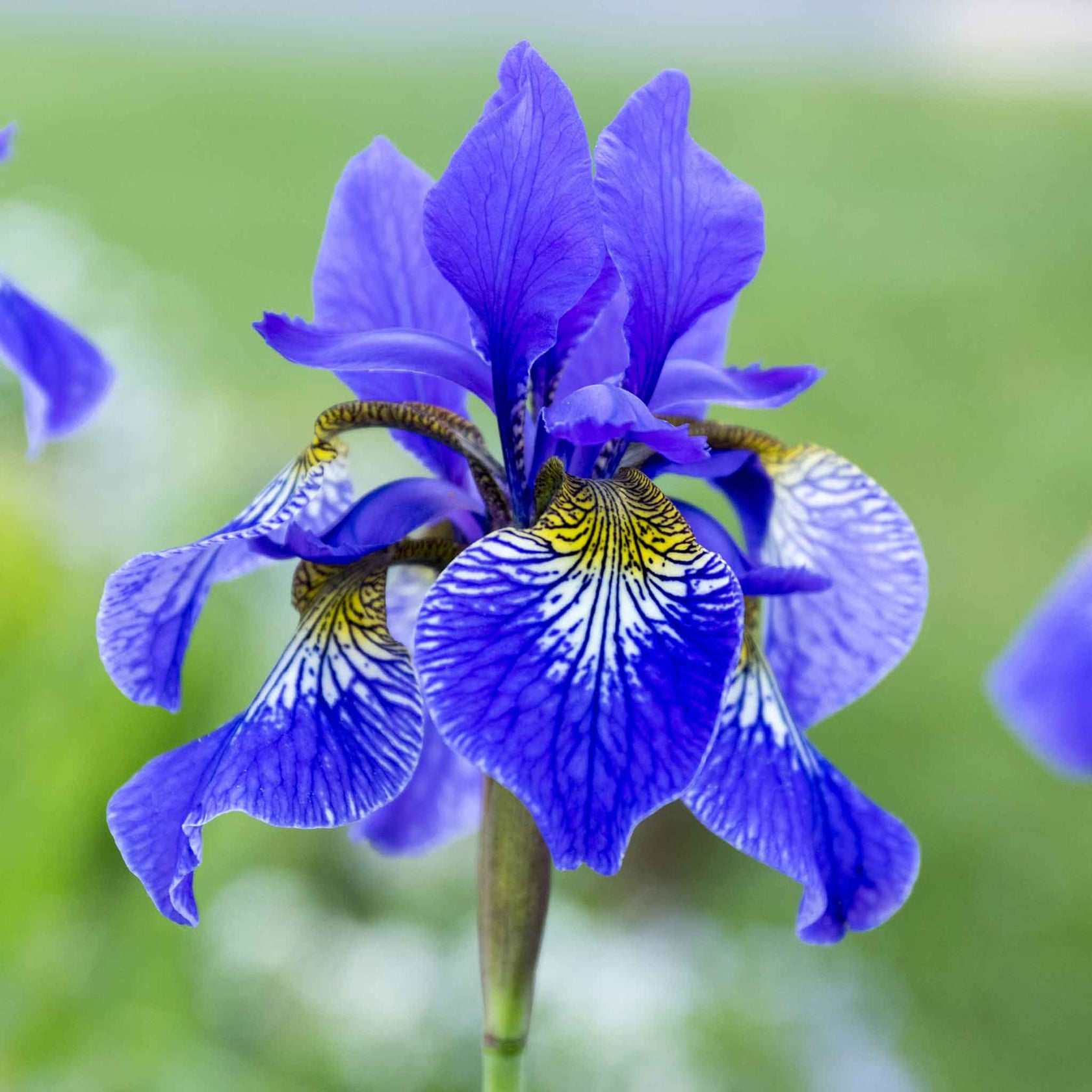 Siberian Iris - Silver Edge | Flower Bulbs | Eden Brothers