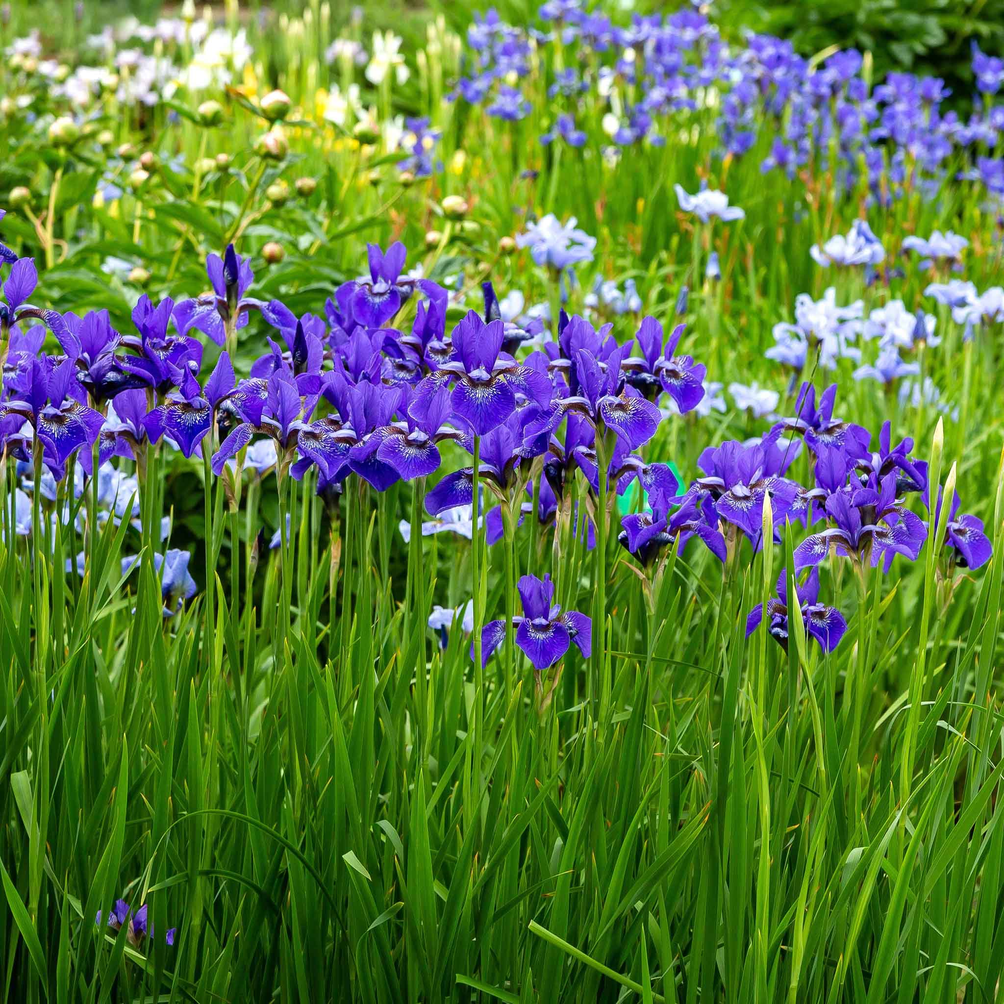 Siberian Iris - Silver Edge | Flower Bulbs | Eden Brothers